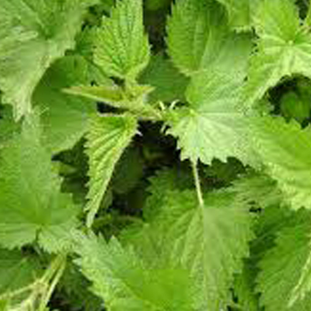 RAW MATERIALS — LURPE - Natural Solutions